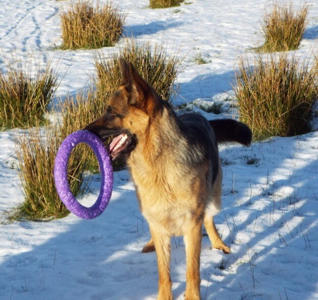 The Puller Dog Fitness Tool