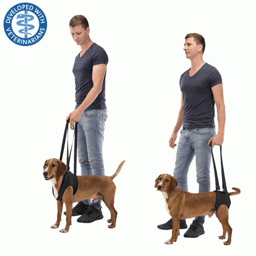Training Lines > Dog Mobility